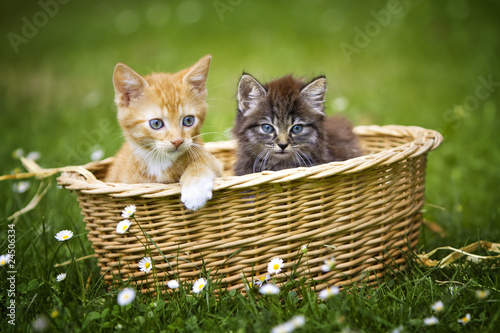 zwei Katzenbabys in einem Körbchen Stock-Foto | Adobe Stock