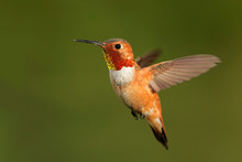 Rufous Hummingbird Free Stock Photo - Public Domain Pictures