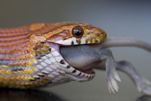 Snake Eating A Mouse Free Stock Photo - Public Domain Pictures