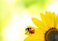 Sunflower And Ladybugs Free Stock Photo - Public Domain Pictures