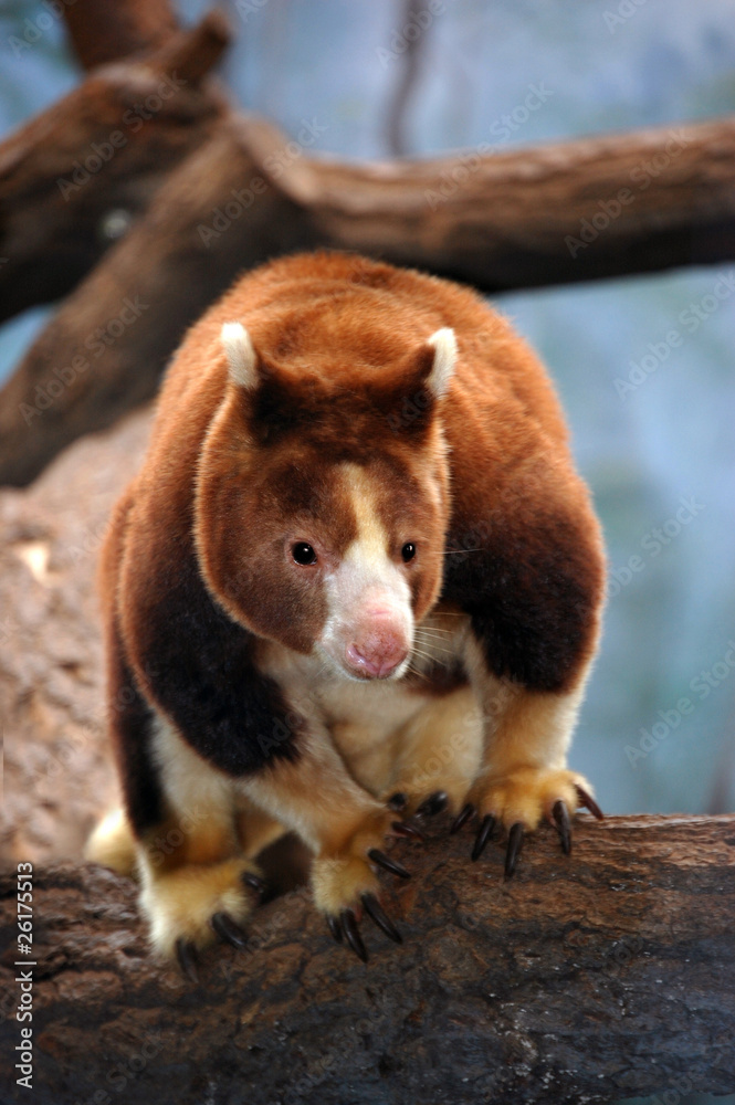 Foto de Stock Matschie's Tree-Kangaroo close up | Adobe Stock