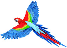 Flying Parrots Free Stock Photo - Public Domain Pictures