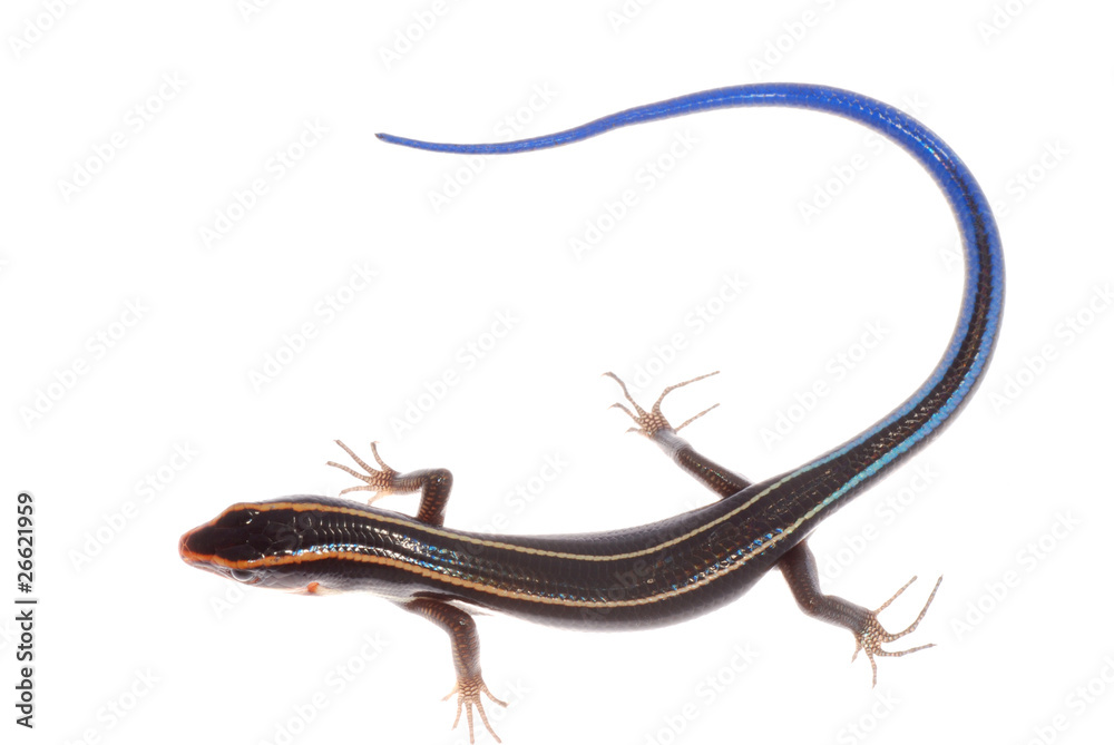 blue tail skink lizard Stock Photo | Adobe Stock