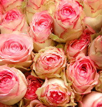 Ping Rose Flower Free Stock Photo - Public Domain Pictures