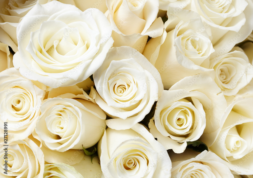 Cream roses Stock Photo | Adobe Stock