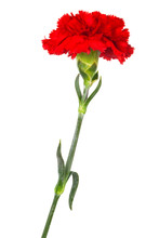 Single Red Carnation Free Stock Photo - Public Domain Pictures