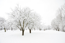 Row Of Winter Trees Free Stock Photo - Public Domain Pictures