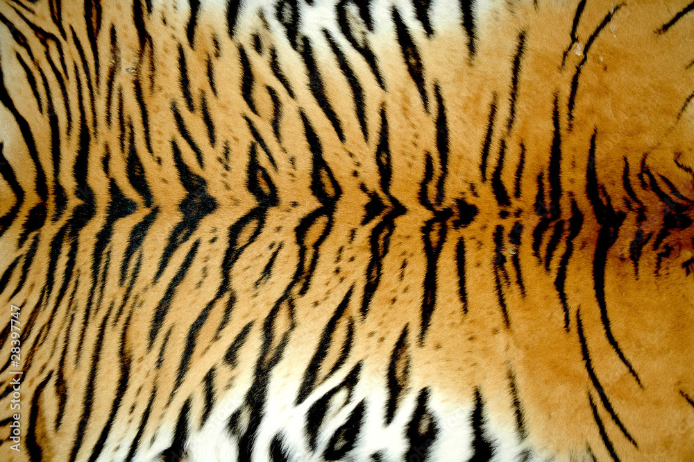 real tiger skin Stock Photo | Adobe Stock