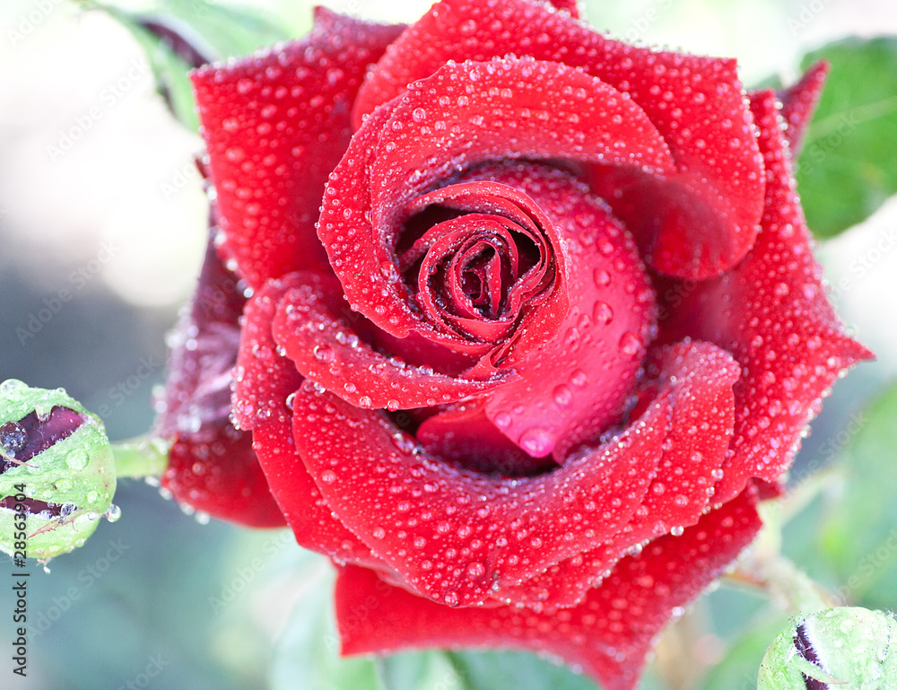 dew on a petal of a red rose Stock Photo | Adobe Stock