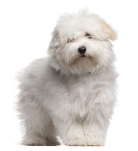 Coton De Tulear White Female Dog Free Stock Photo - Public Domain Pictures