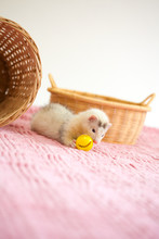 Ferret In A Ball Free Stock Photo - Public Domain Pictures