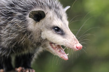 Brushtail Possums Free Stock Photo - Public Domain Pictures