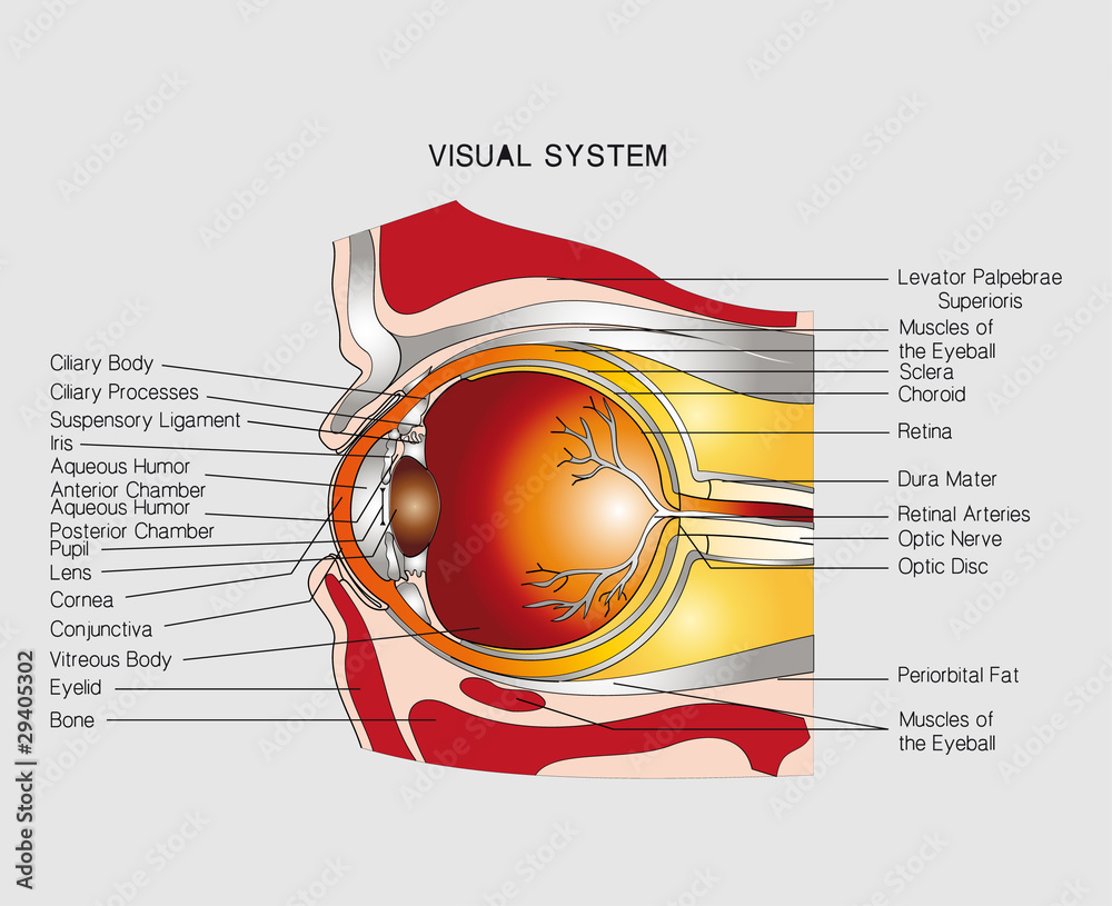 eye anatomy Stock Vector | Adobe Stock