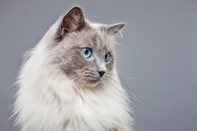 Ragdoll Cat With Green Eyes Free Stock Photo Public Domain Pictures