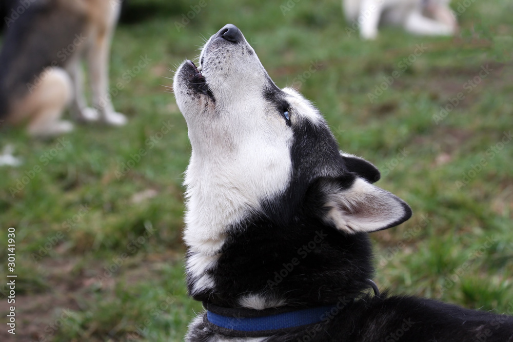 howling siberian husky Stock Photo | Adobe Stock