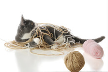 Cat And Yarn Free Stock Photo - Public Domain Pictures