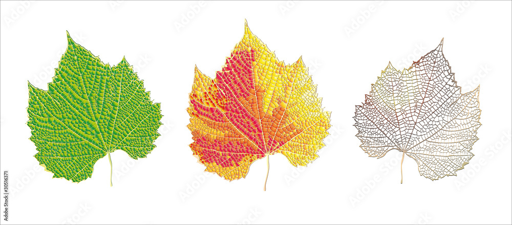 Life cycle of leaf Stock Vector | Adobe Stock