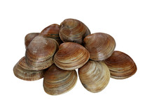 Ocean Clam Shell Free Stock Photo - Public Domain Pictures