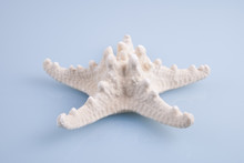 Starfish Skeleton Free Stock Photo - Public Domain Pictures