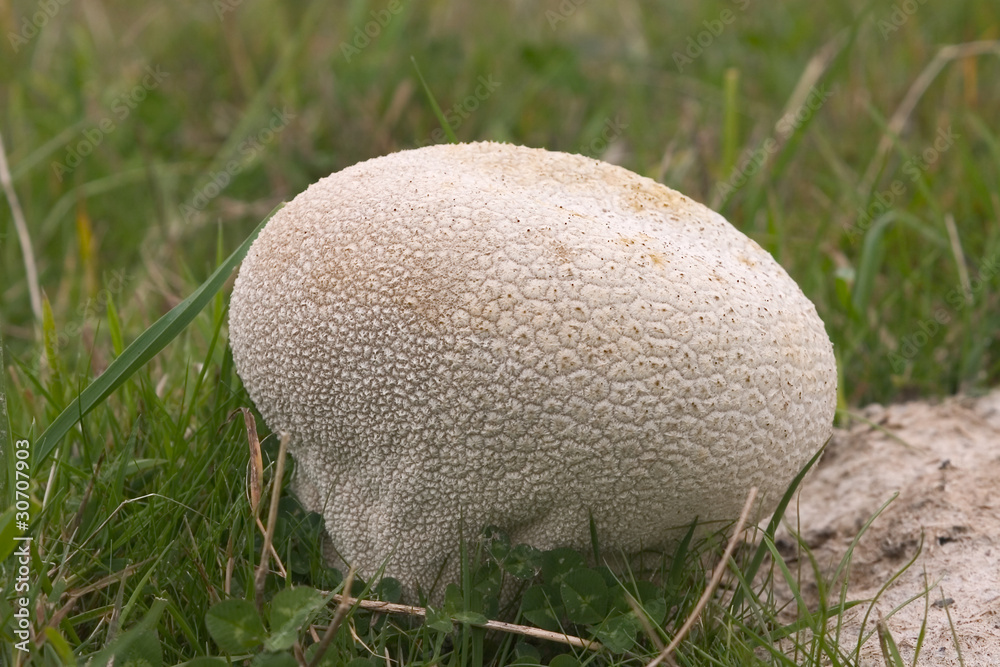 vesse de loup géante Stock Photo | Adobe Stock