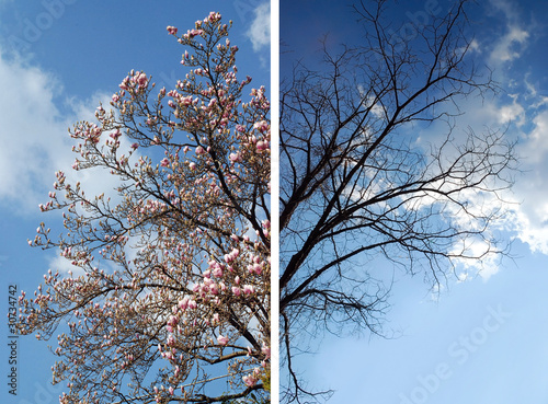 Spring vs. Winter - Buy this stock photo and explore similar images at ...