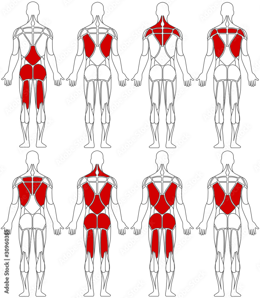 human body back Stock Vector | Adobe Stock