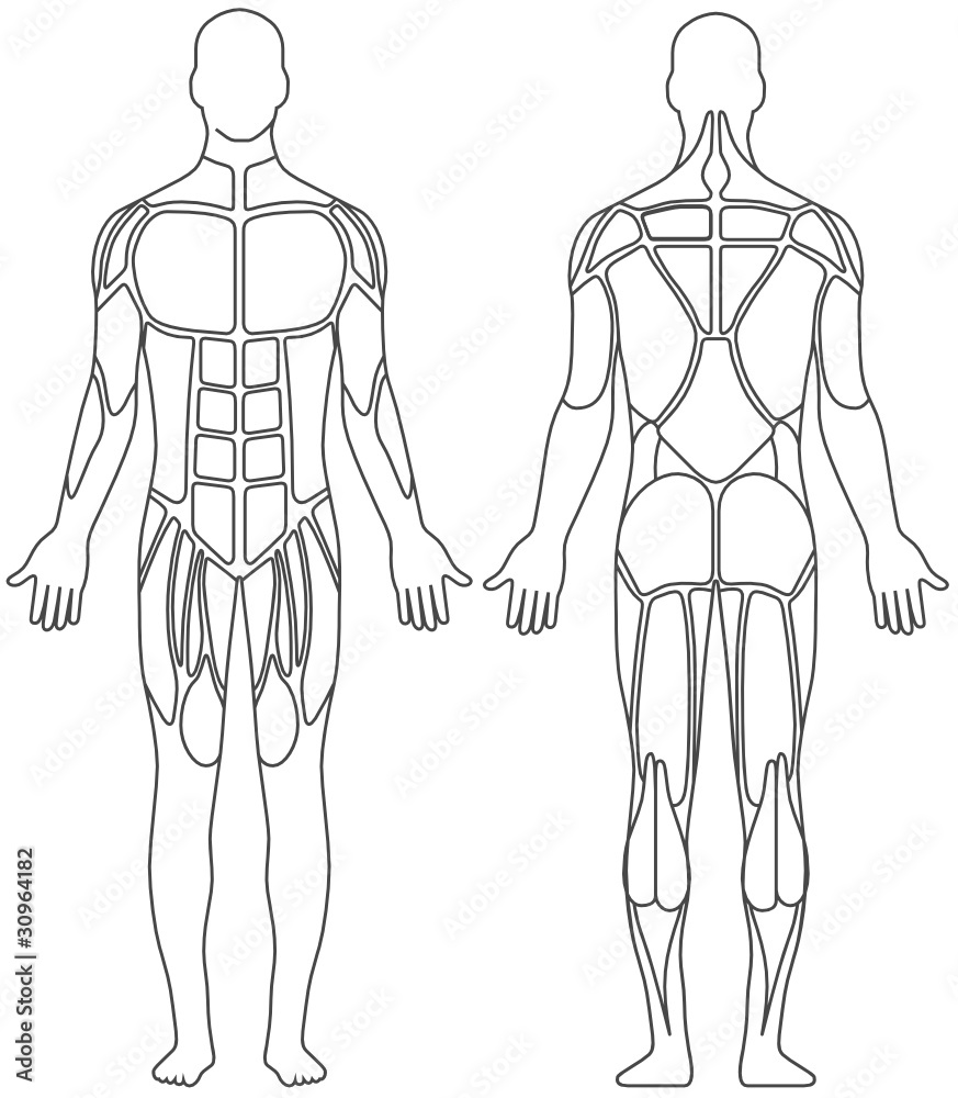 human body Stock Vector | Adobe Stock