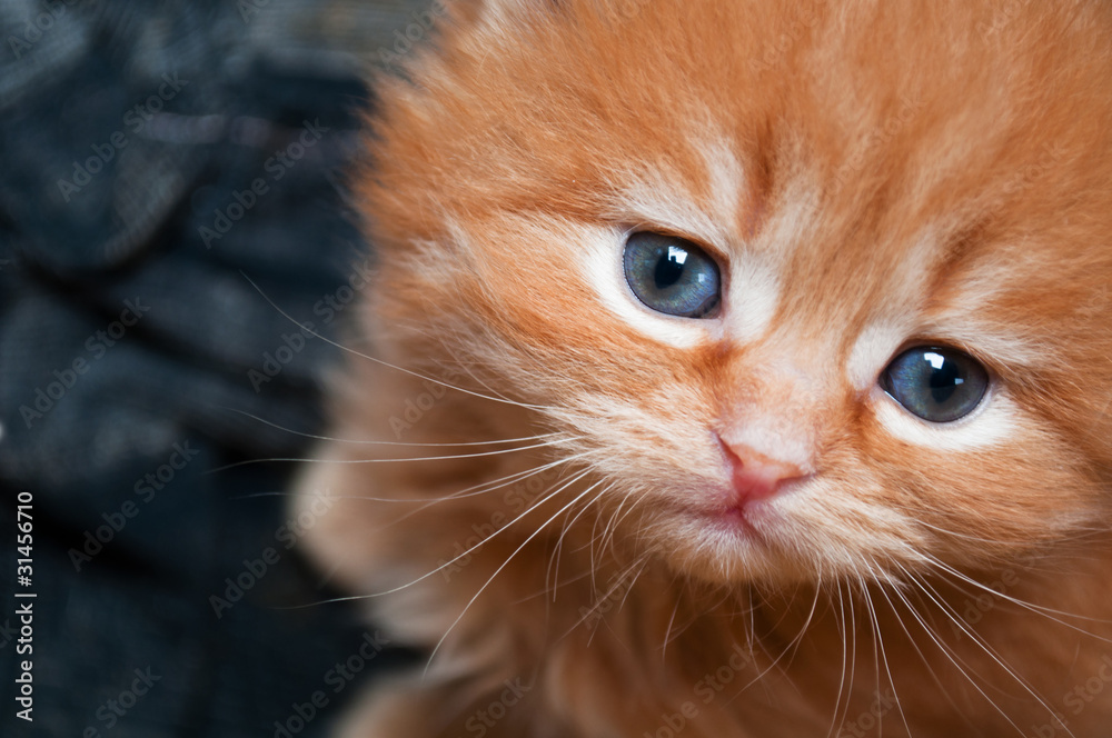 sad kitten Stock Photo | Adobe Stock