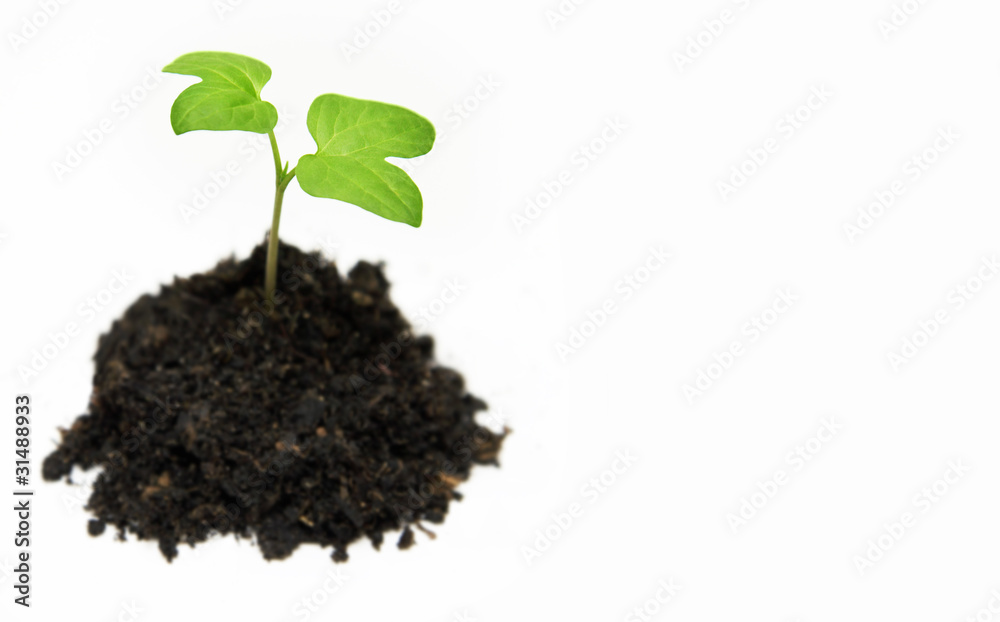 Stock-Foto „keimling“ | Adobe Stock