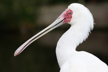 African Spoonbill Free Stock Photo - Public Domain Pictures