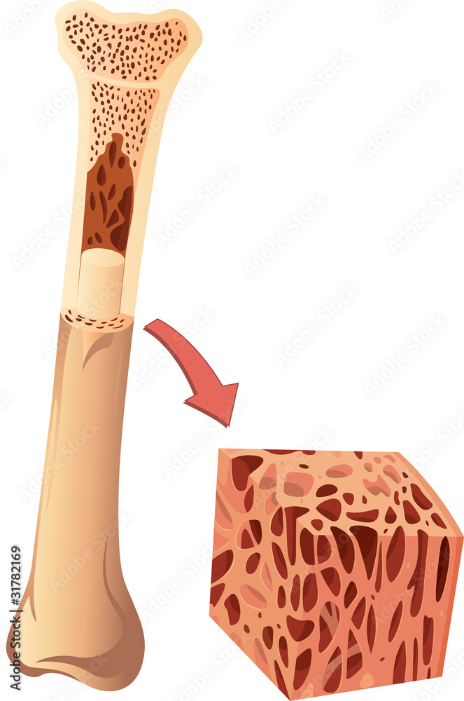 bone cross section Stock Vector | Adobe Stock