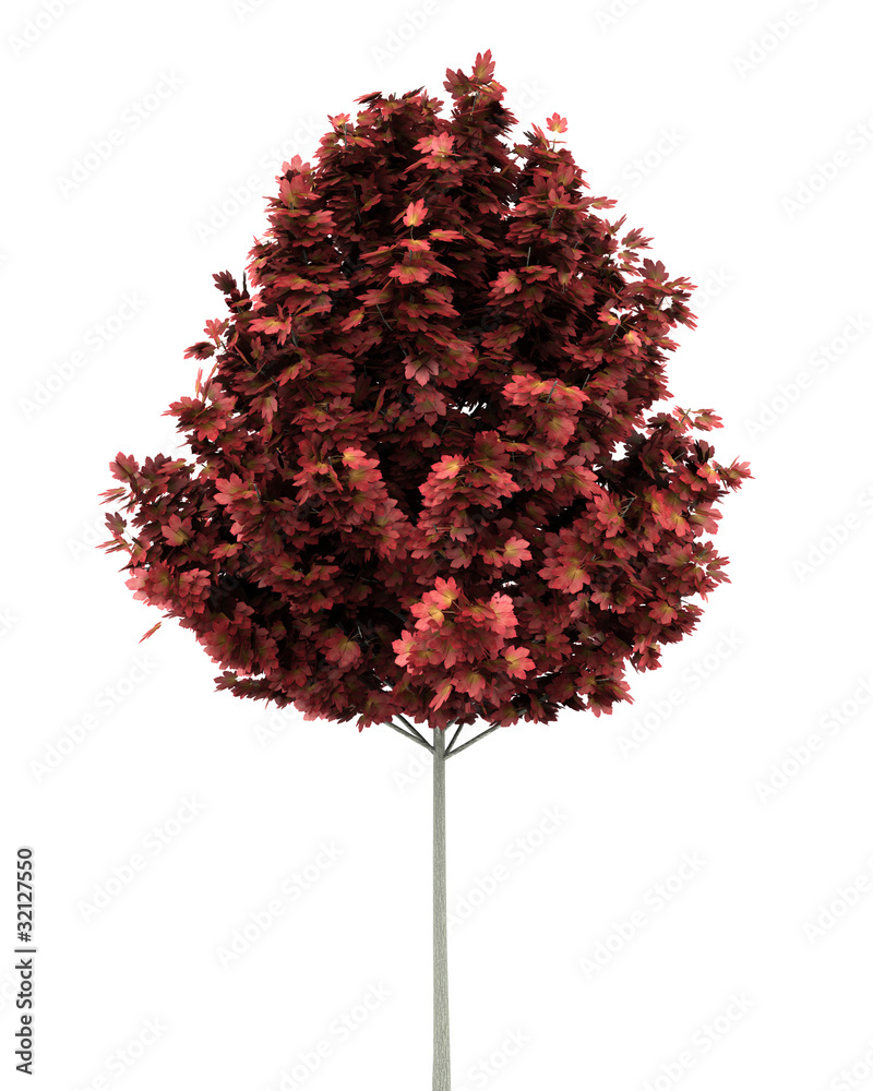 red maple tree isolated on white background Stock Photo | Adobe Stock