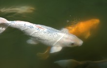 Large White Koi Fish In A Pond Free Stock Photo - Public Domain Pictures
