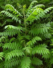 Sumac Tree Free Stock Photo - Public Domain Pictures