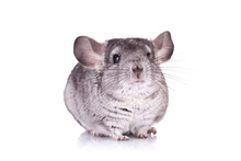 Chinchilla Free Stock Photo - Public Domain Pictures