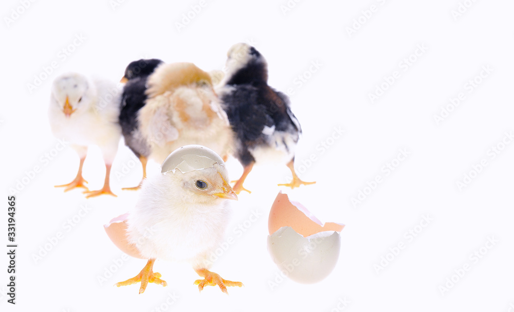 Foto de Stock Pollitos saliendo del cascaron. | Adobe Stock