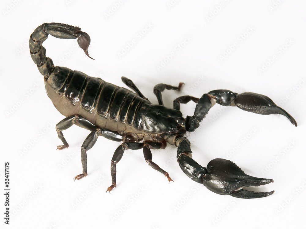 Foto de Stock Alacran negro en defensa. | Adobe Stock