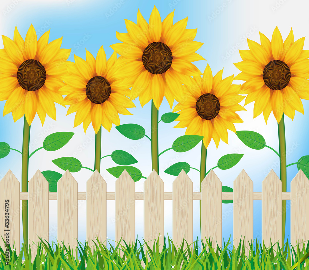 vector sunflower background Stock Vector | Adobe Stock