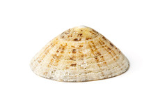 Mr. Limpet Free Stock Photo - Public Domain Pictures