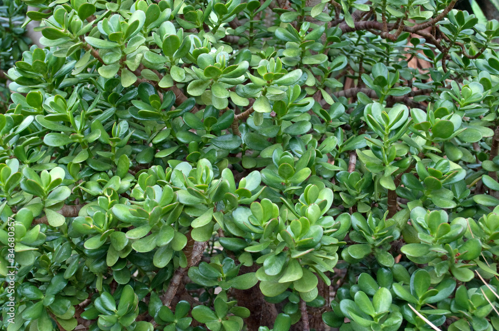 Pfennigbaum - Crassula ovata Stock Photo | Adobe Stock