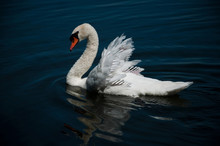 Swan Mirroring Pride Bird Free Stock Photo - Public Domain Pictures