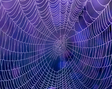 Spider Web Full Moon Free Stock Photo - Public Domain Pictures