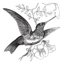 Hummingbird Bird Vintage Old Free Stock Photo - Public Domain Pictures