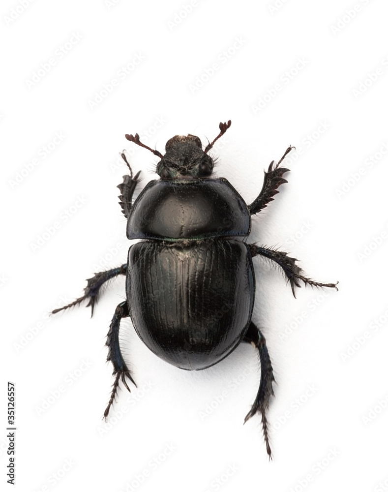 Dor beetle Stock Photo | Adobe Stock