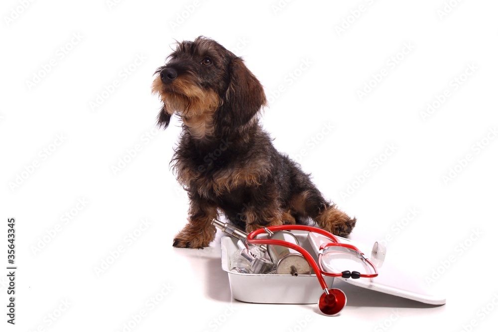 Stock-Foto „sitzender kleiner Hund Dackel beim Tierarzt“ | Adobe Stock