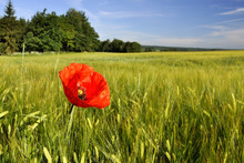 Red Weed Free Stock Photo - Public Domain Pictures