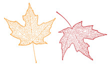 Two Maple Leaves Free Stock Photo - Public Domain Pictures