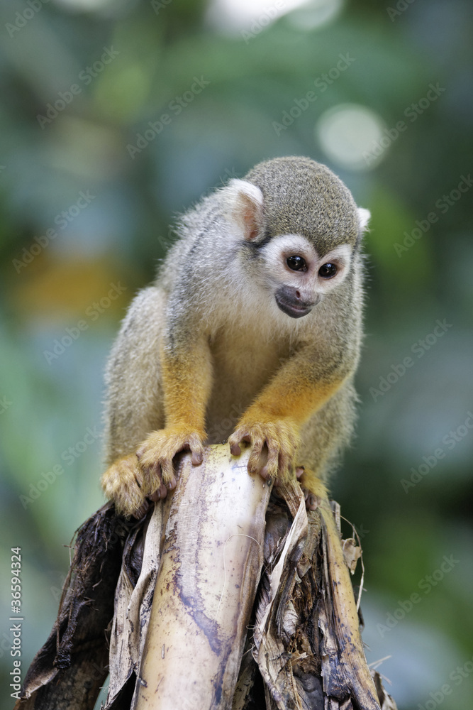 Singes Saimiris de Guyane Stock Photo | Adobe Stock