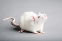 White Mice Free Stock Photo - Public Domain Pictures