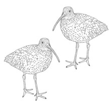 Curlew Shore Bird Free Stock Photo - Public Domain Pictures